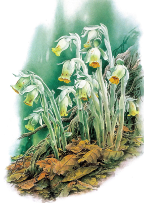 自然之韵，科学之魂：中国植物科学画的艺术魅力 – 博物画